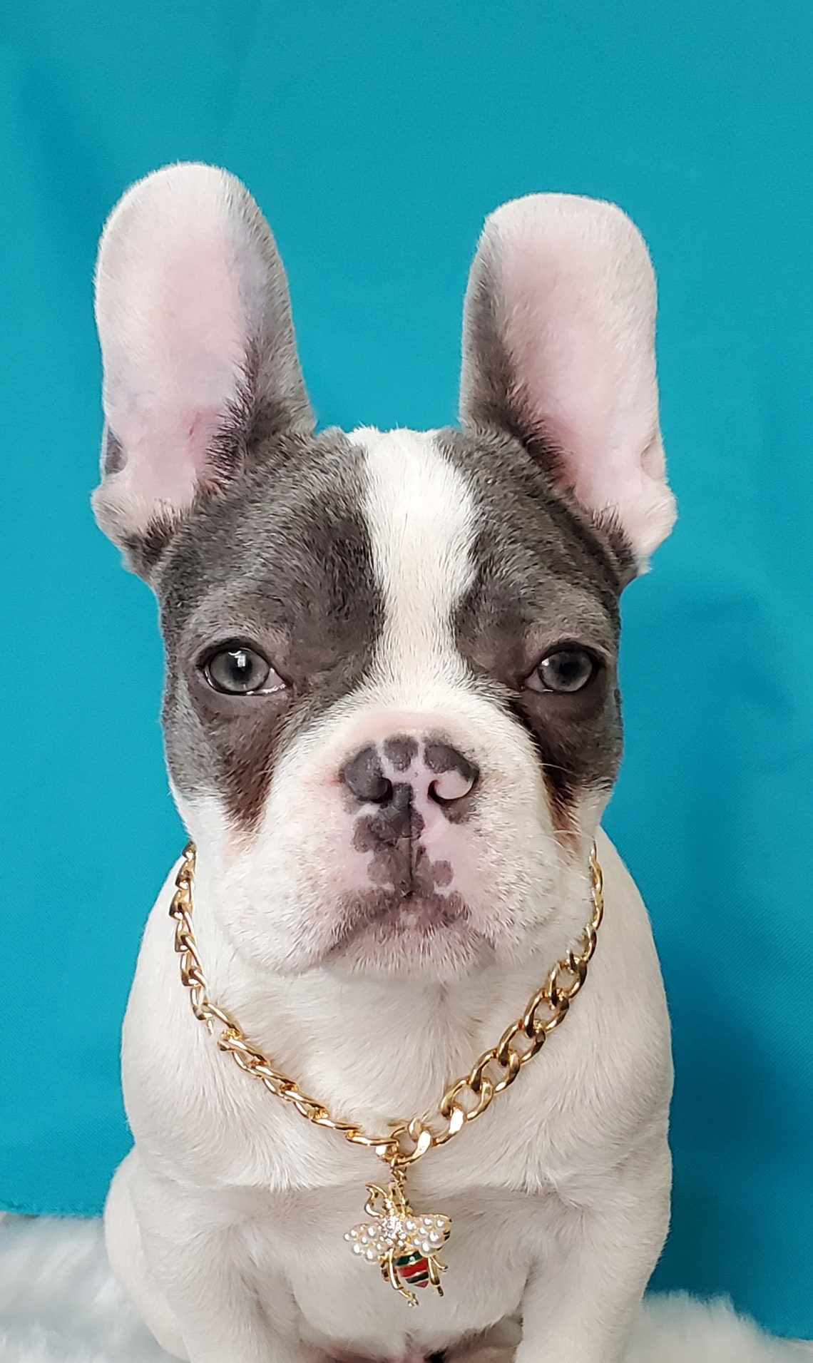 Supper Cute Dog Neck Chain Gold Color /dog Neck Collar/ | Etsy