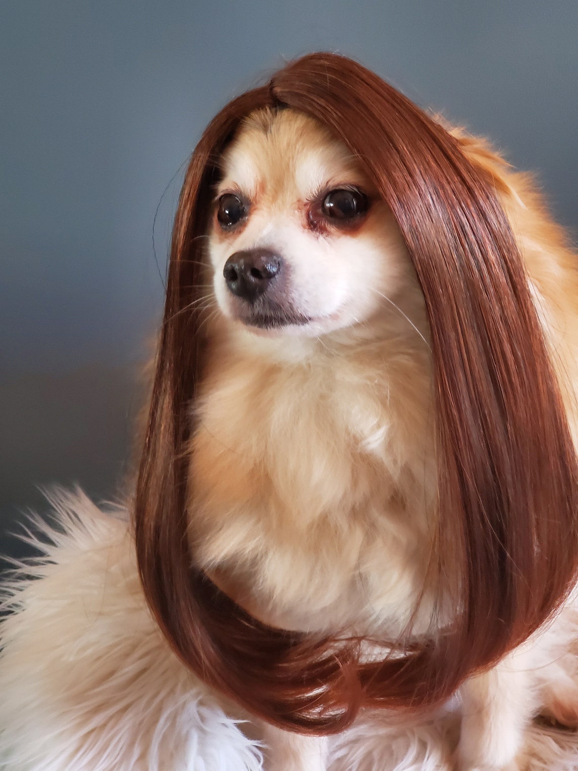Handmade Dog Wig: Pet Costume With Adjustable Elastic - Etsy