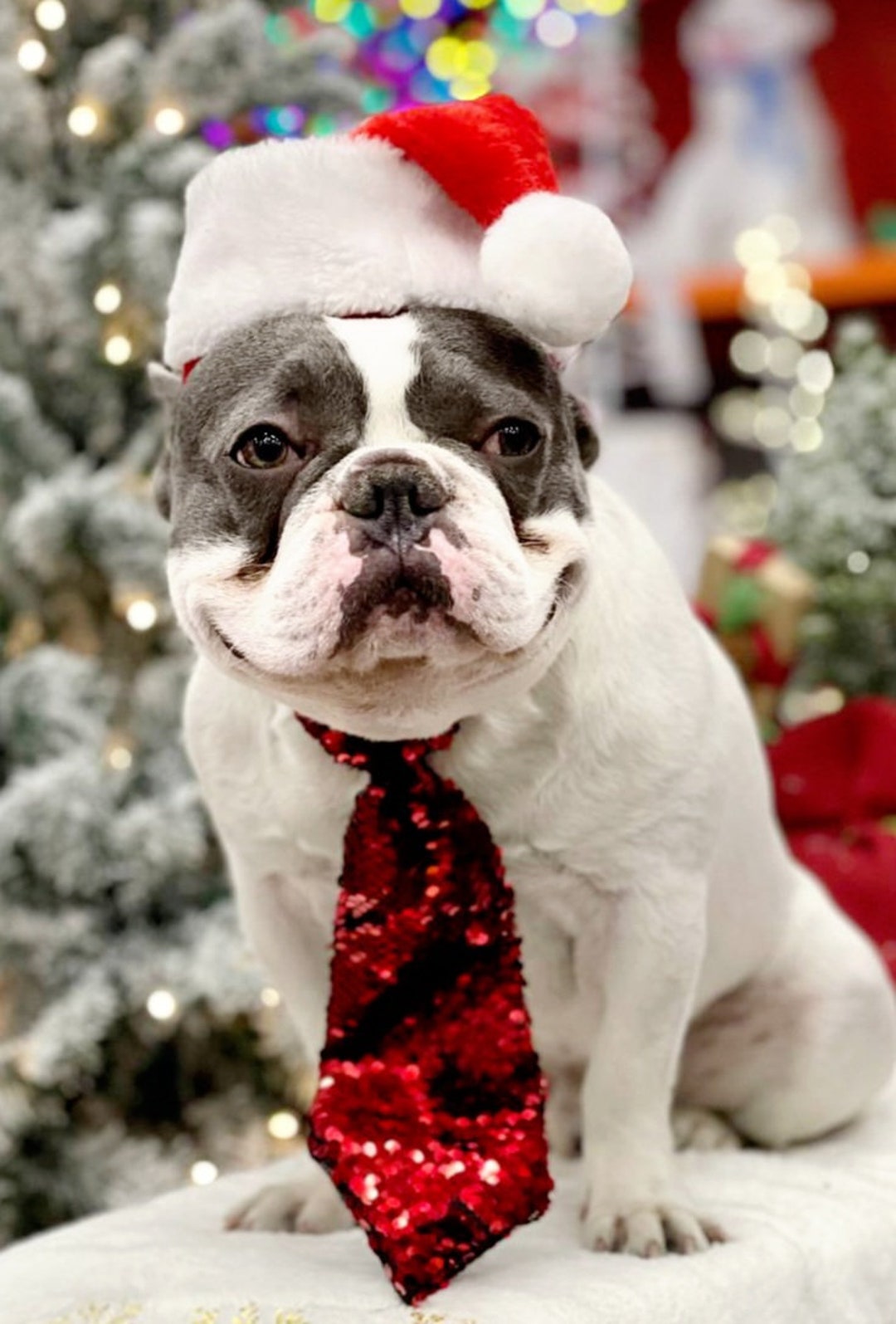 Christmas Santa Hat for Large Size Dog / Santa Dog Set / Tie for Dog ...