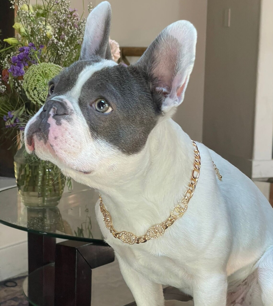 Supper Cute Dog Neck Chain Gold Color/ Jewelry for Pet - Etsy