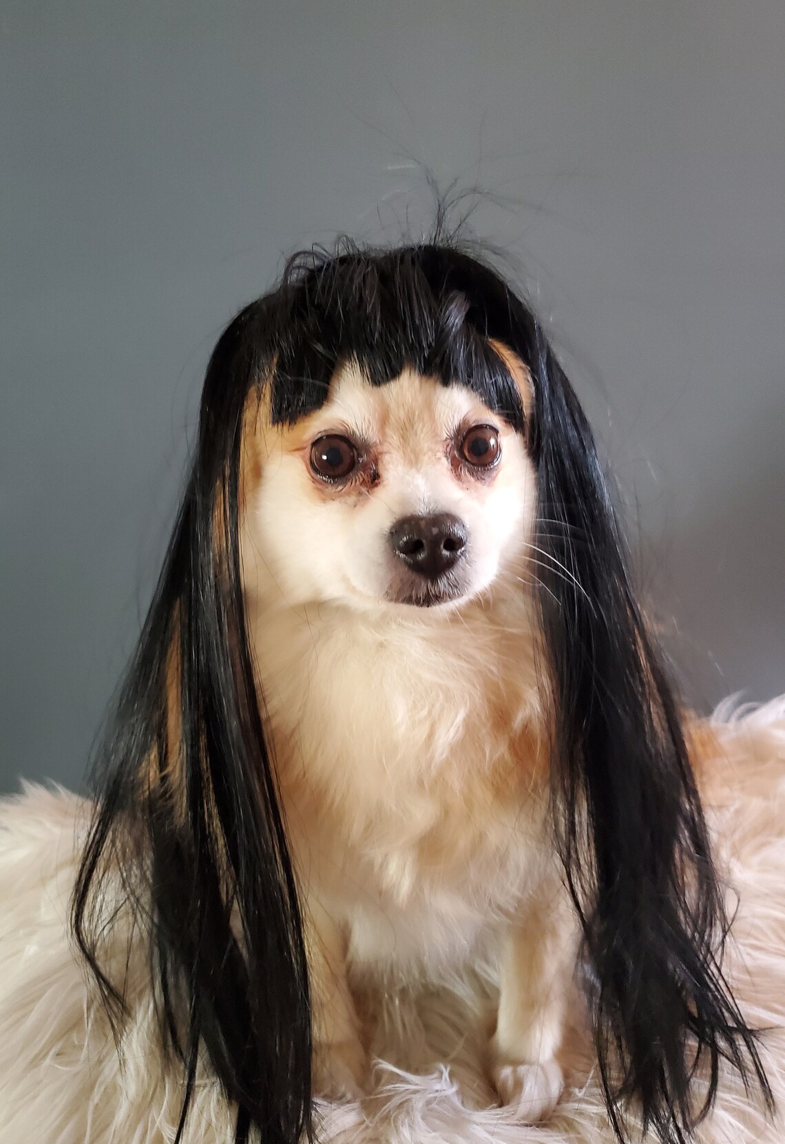 Pet Wig Black Color for Dog or Cat /halloween Costume Wig for - Etsy
