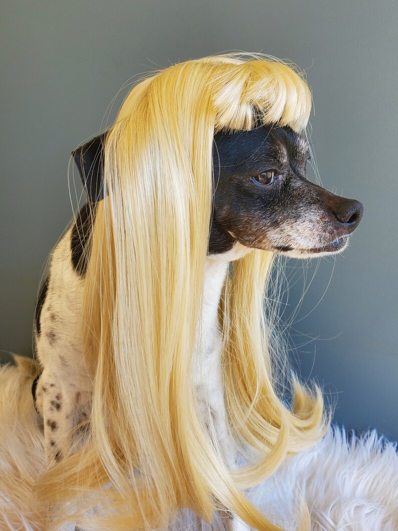 Blonde Pet Wig: Adjustable Dog or Cat Costume Wig - Etsy