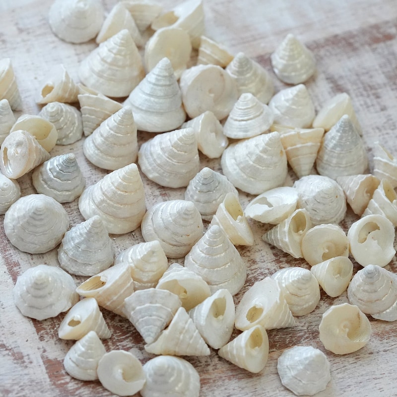 Trochus Shell - Etsy