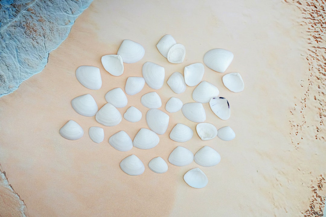 White Cay Cay Shells, White Seashells, Seashells for Crafts, Jewelry ...