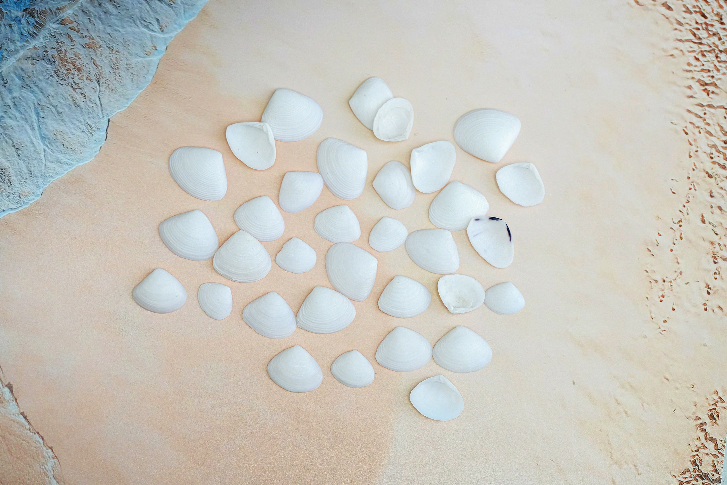White Cay Cay Shells, White Seashells, Seashells for Crafts, Jewelry, Small White Shells, Beach ...
