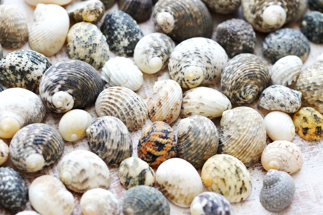 Assorted Nerite Shells, Seashells for Crafts, Shells for Home Decor, Nautical Shell Decor ...