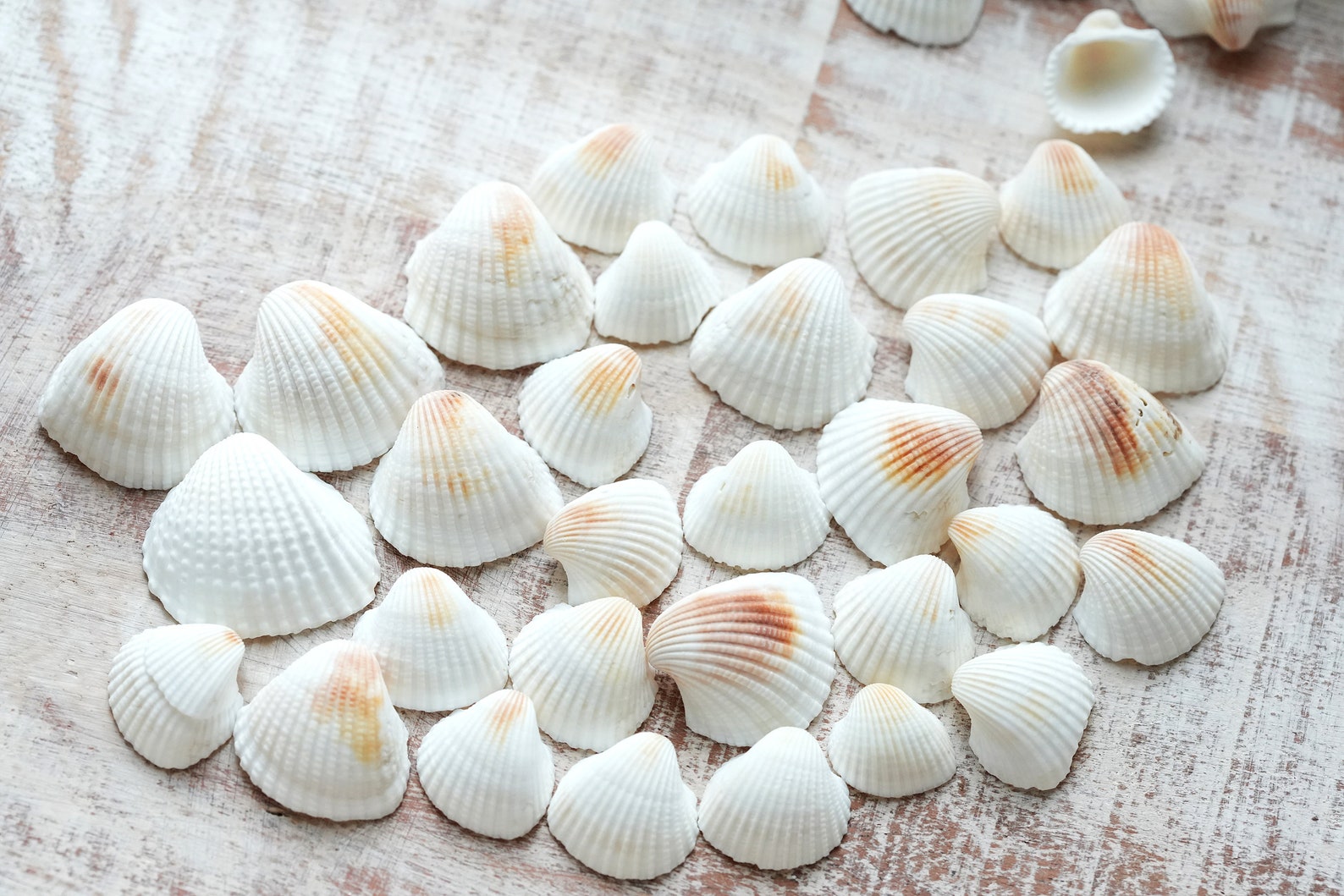 White Granosa Shells, White Cockle Shells, White & Brown Shells ...