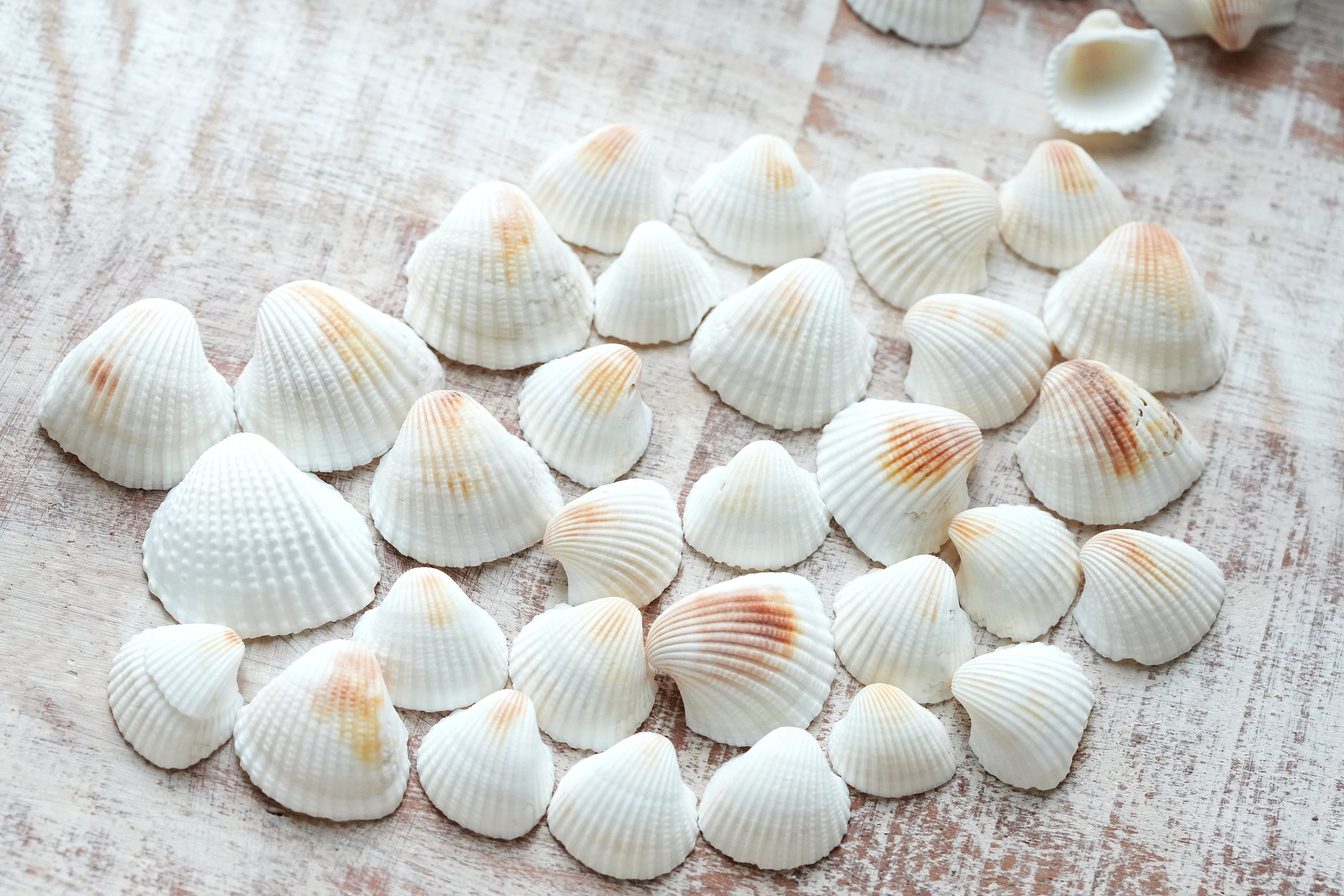 White Granosa Shells, White Cockle Shells, White & Brown Shells ...