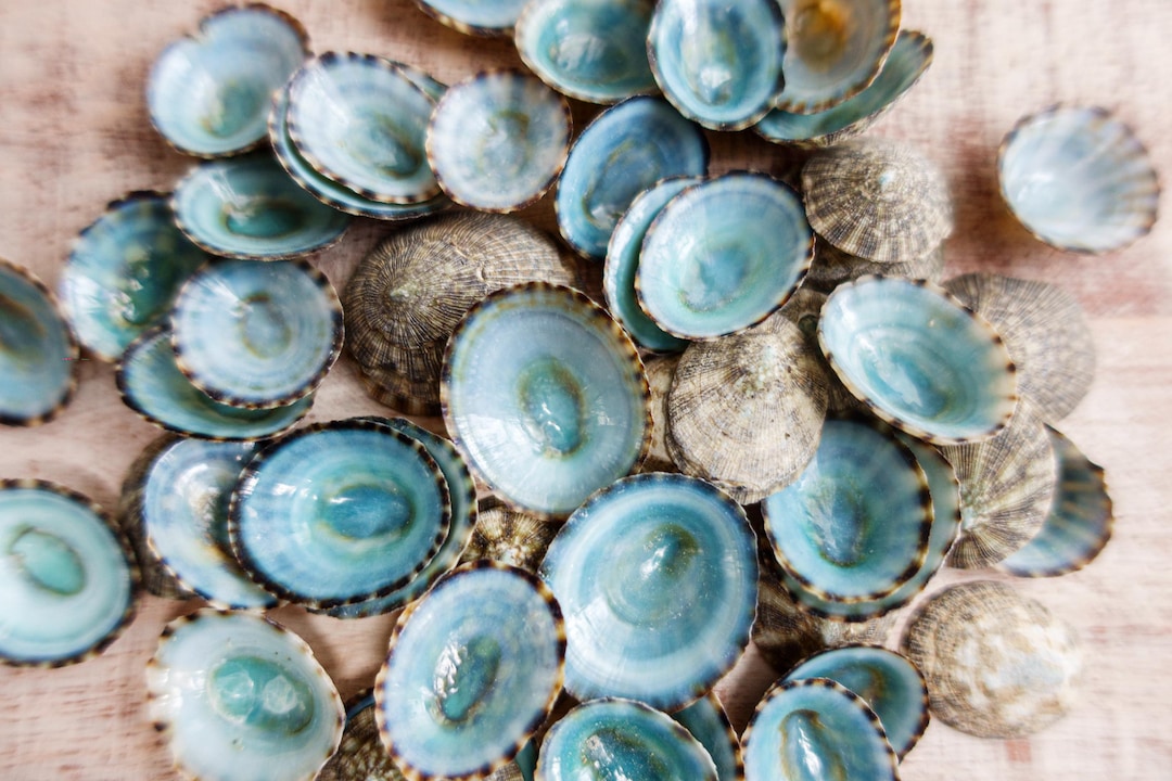 Green Limpet Sea Shells for Jewelry & Mosaics, Beach Decor, Shell ...