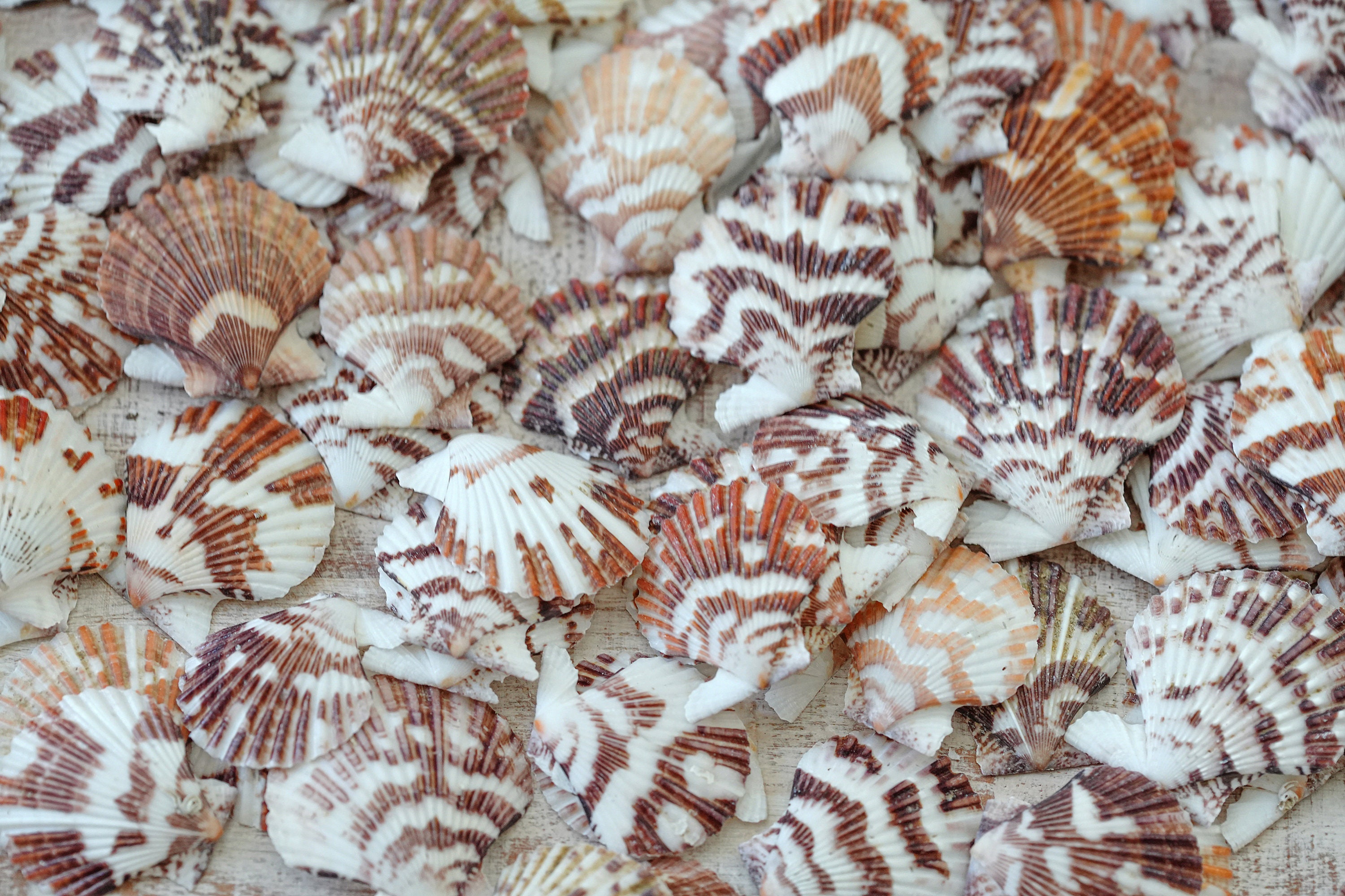 Pectin Seashells, Pectin Tranquebaricus, Seashells for Crafts, Bulk ...