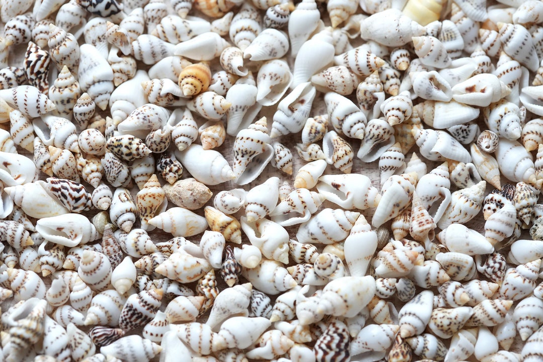 Nassa Shells, Bulk Seashells, Small Craft Shells, Seashells for Crafts ...