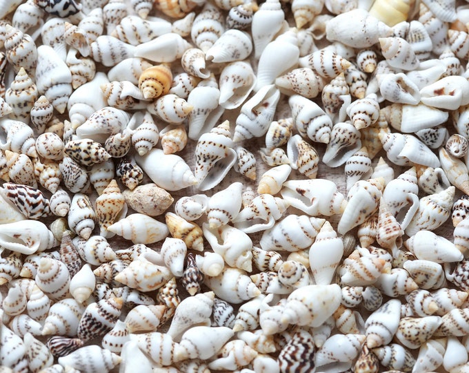 Mixed Nassa Shells-white/tan Small Shells-beach Home Decor-crafting ...
