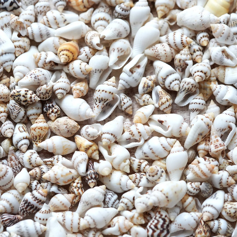 Small Sea Shells - Etsy