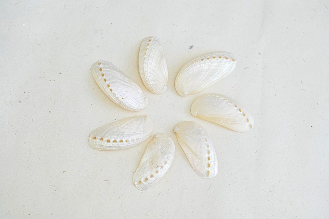 Pearl Abalone Shells, White Shells, Beach Wedding Decor, Coastal Decor ...