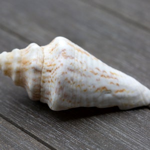 Small Conch Shell for Artists, Seashells From Puerto Rico, Brown, White ...