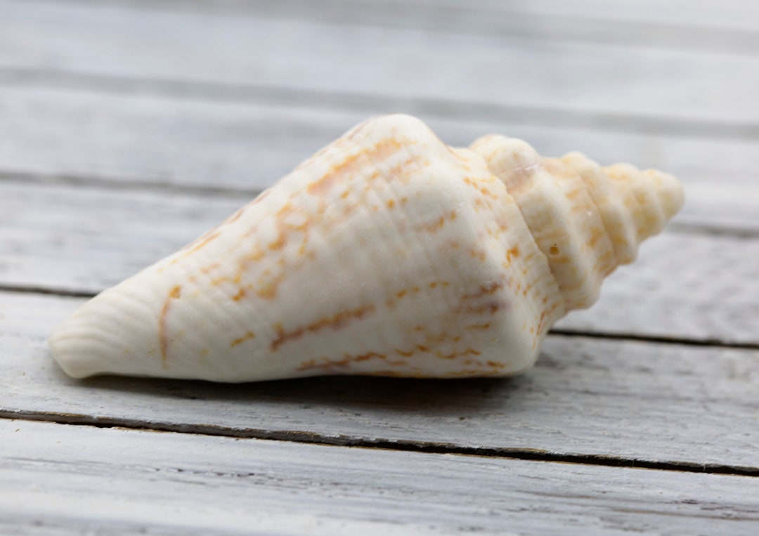 Small Conch Shell for Artists, Seashells From Puerto Rico, Brown, White ...
