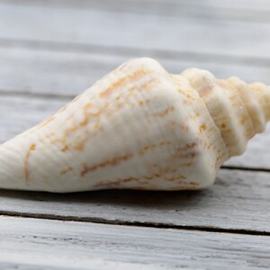 Small Conch Shell for Artists, Seashells From Puerto Rico, Brown, White ...