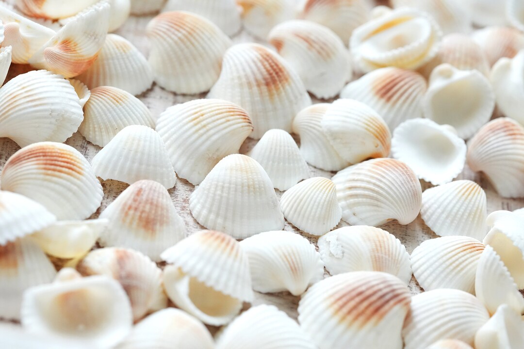 White Granosa Shells, White Cockle Shells, White & Brown Shells ...