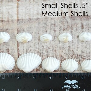 White Ark Shells, White Cockle Shells, White Seashells for Crafts ...