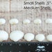White Ark Shells, White Cockle Shells, White Seashells for Crafts ...