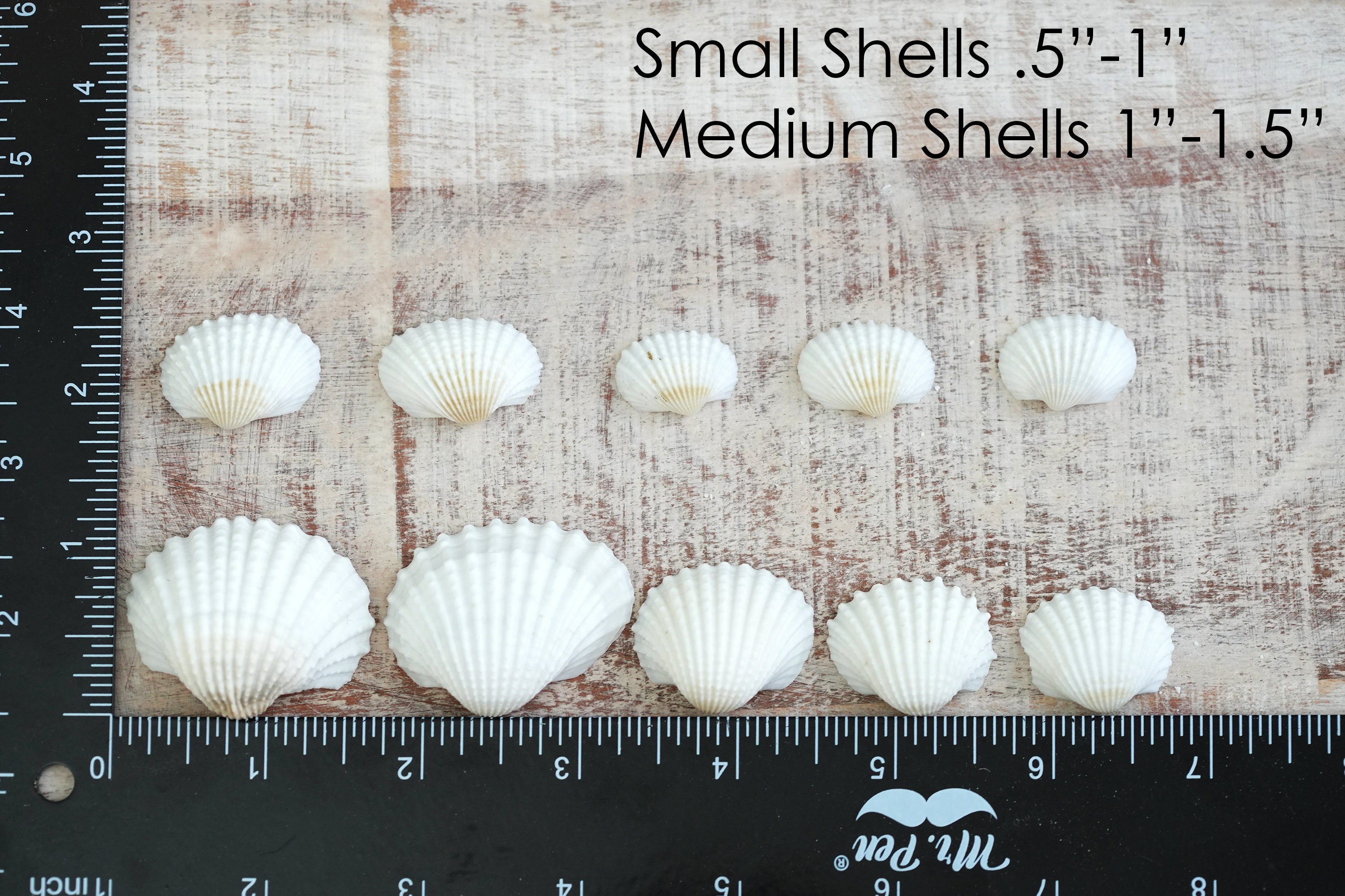 White Ark Shells, White Cockle Shells, White Seashells for Crafts ...