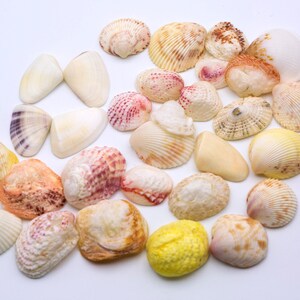 Assorted Seashells Lot, 30 Shells, Scallop Shell, Tellin, Bivalve, Pink ...