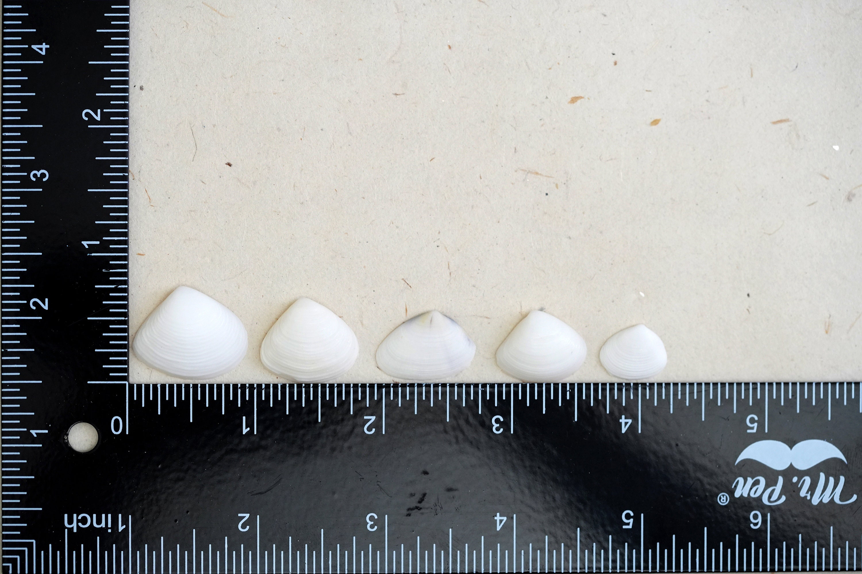 White Cay Cay Shells, White Seashells, Seashells for Crafts, Jewelry ...