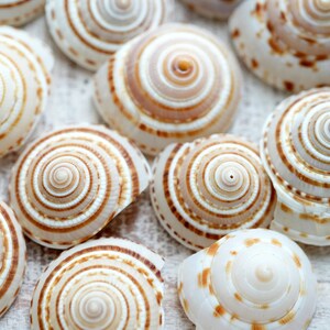 Sundial Seashells, Spiral Shells, Beach Wedding Decor, Specimen ...