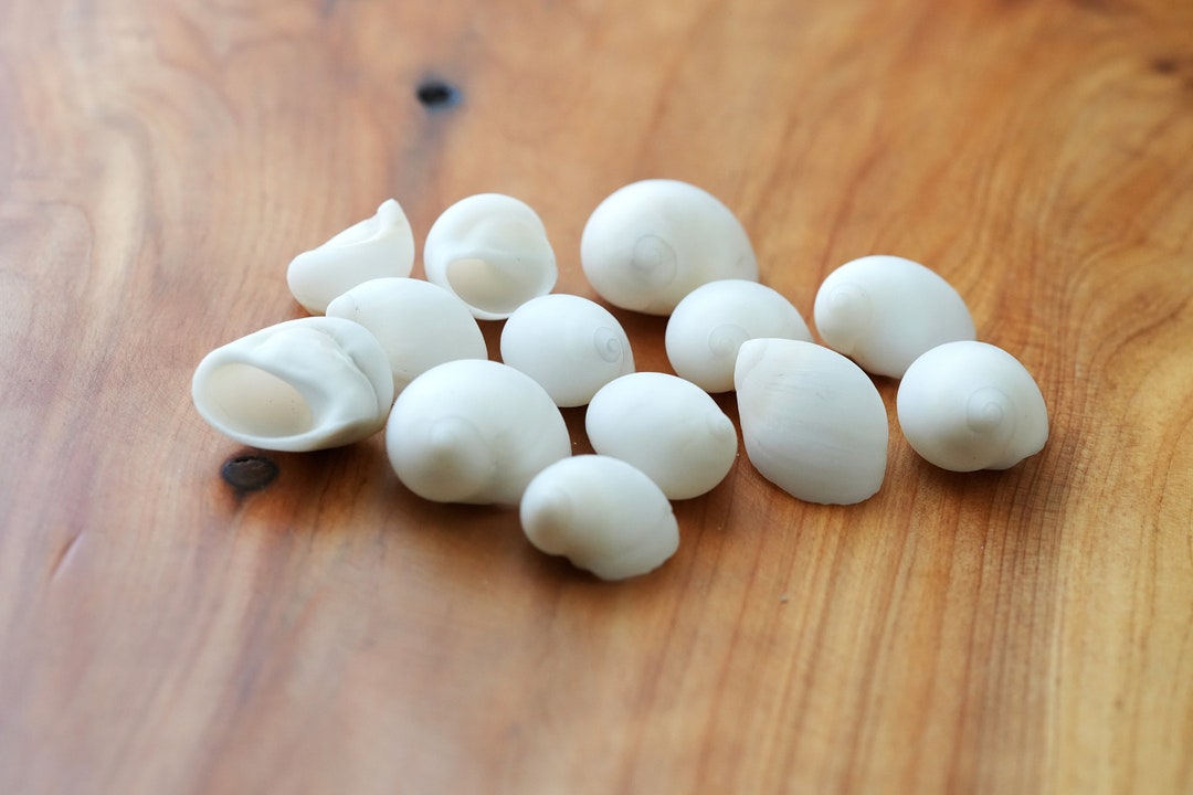 White Nautica Shells, Moon Shells, Bulk Seashells for Crafts, Jewelry ...