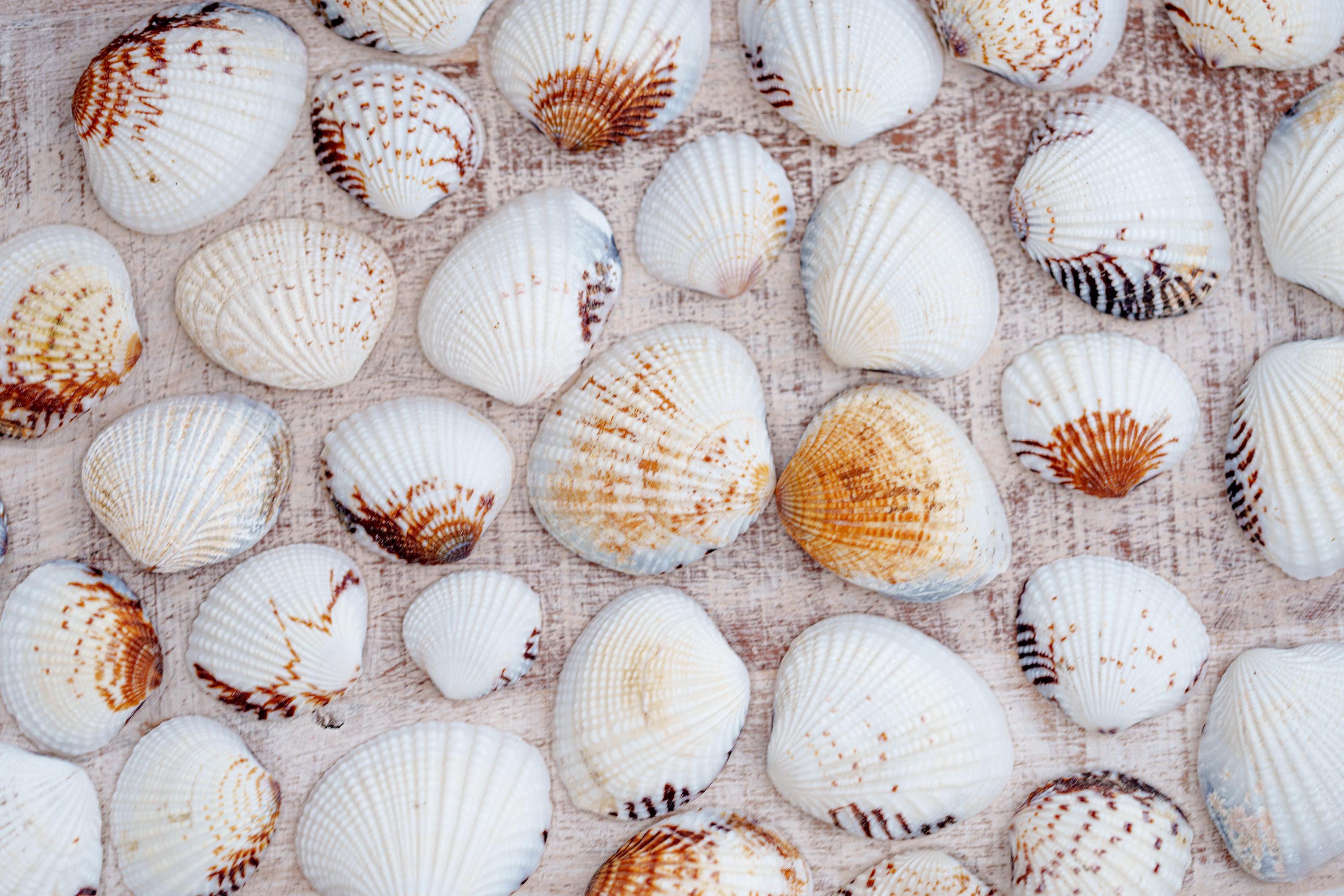 Semi White Clam Shells, Coastal Decor, DIY Crafts (3/4"-1.5") - Etsy