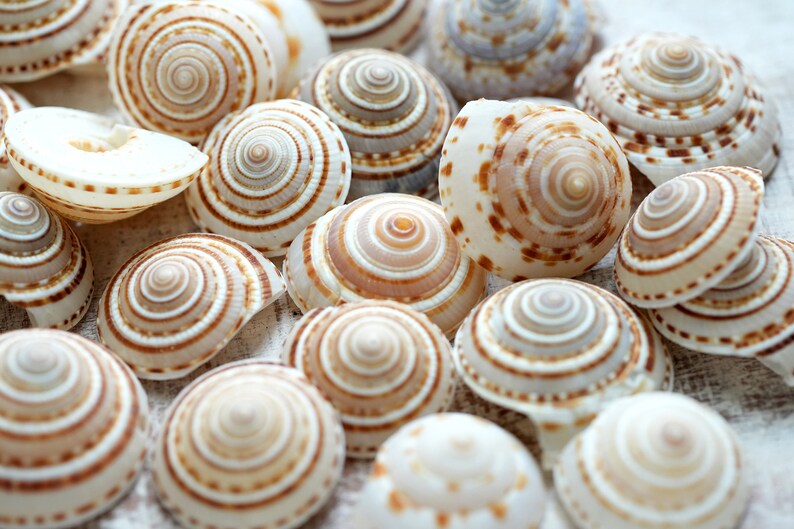 Sundial Seashells, Spiral Shells, Beach Wedding Decor, Specimen ...