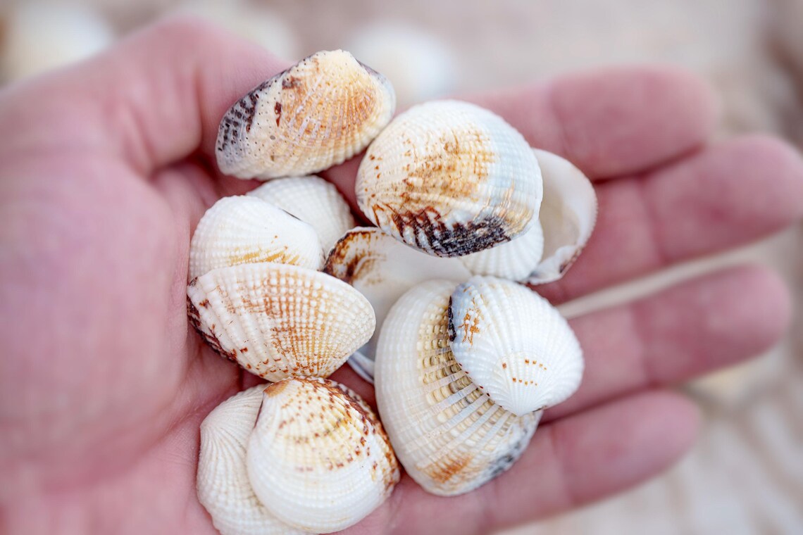 Semi White Clam Shells, Coastal Decor, DIY Crafts (3/4"-1.5") - Etsy