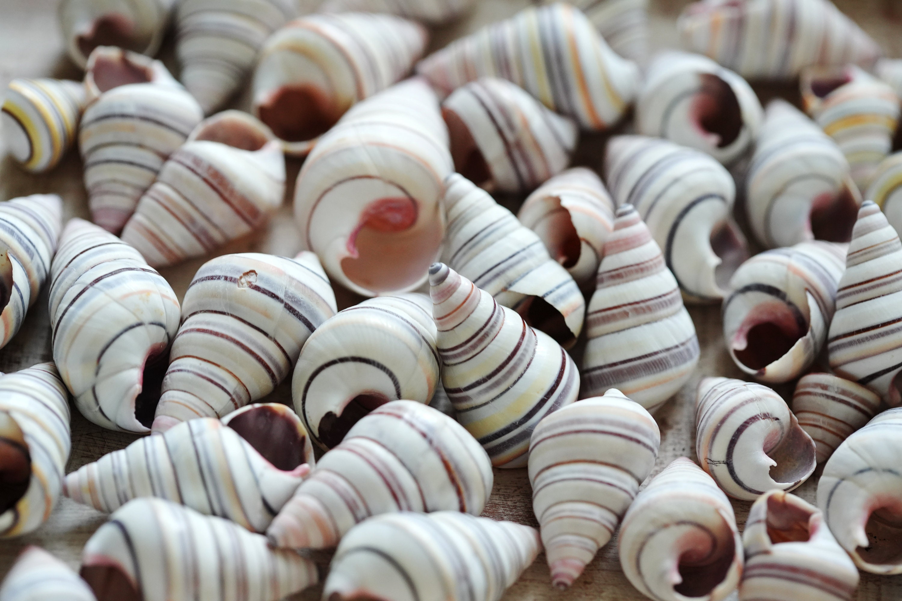 Haitian Tree Snail Shells, Candy Cane Snail, Shells for Crafts, Shells ...