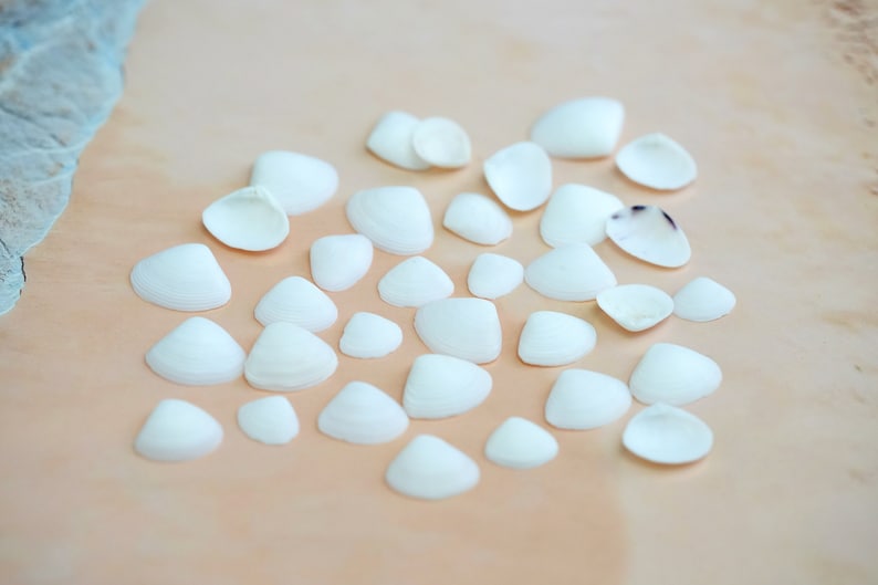 White Cay Cay Shells, White Seashells, Seashells for Crafts, Jewelry ...