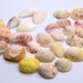 Assorted Seashells Lot, 30 Shells, Scallop Shell, Tellin, Bivalve, Pink ...