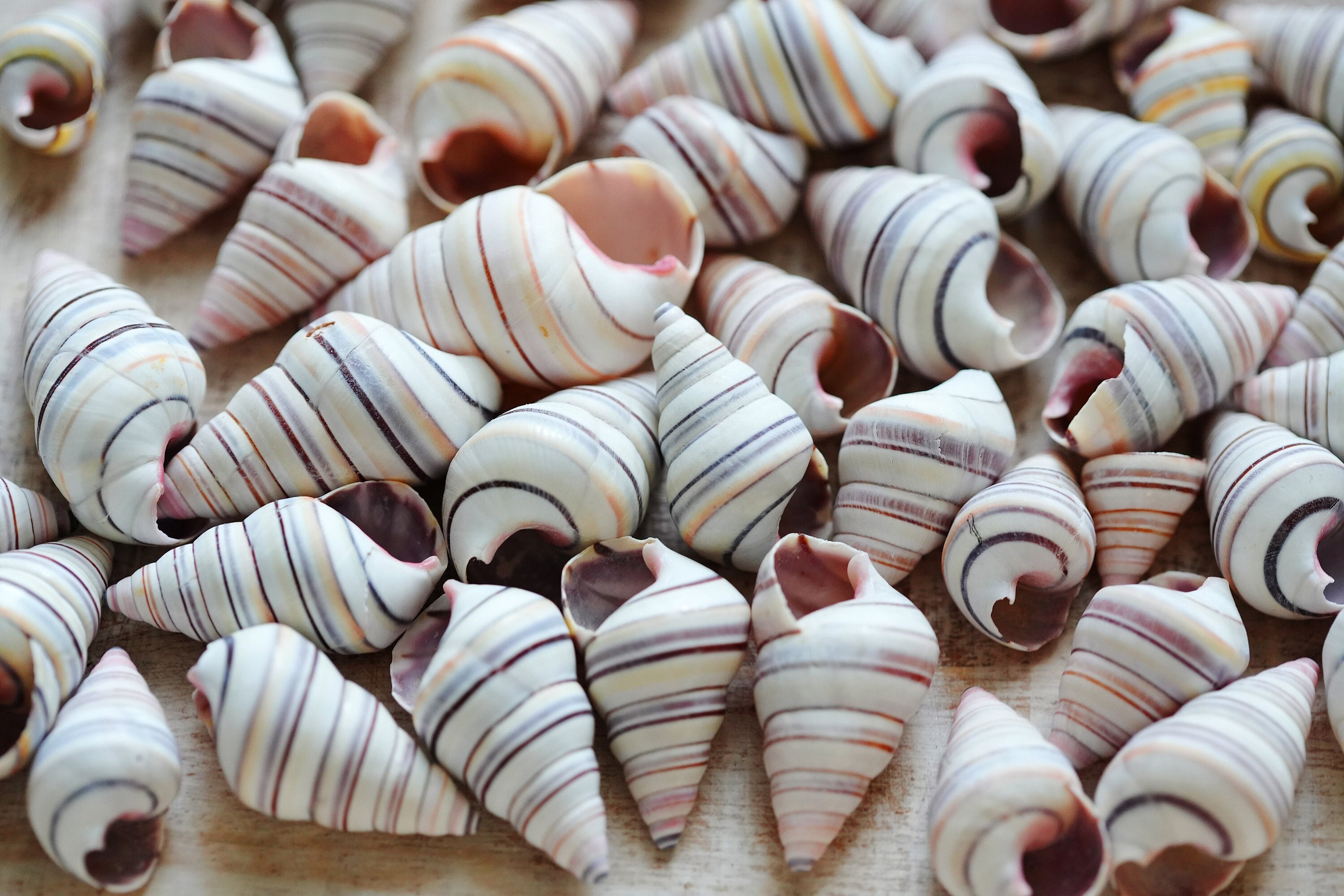 Haitian Tree Snail Shells, Candy Cane Snail, Shells for Crafts, Shells ...