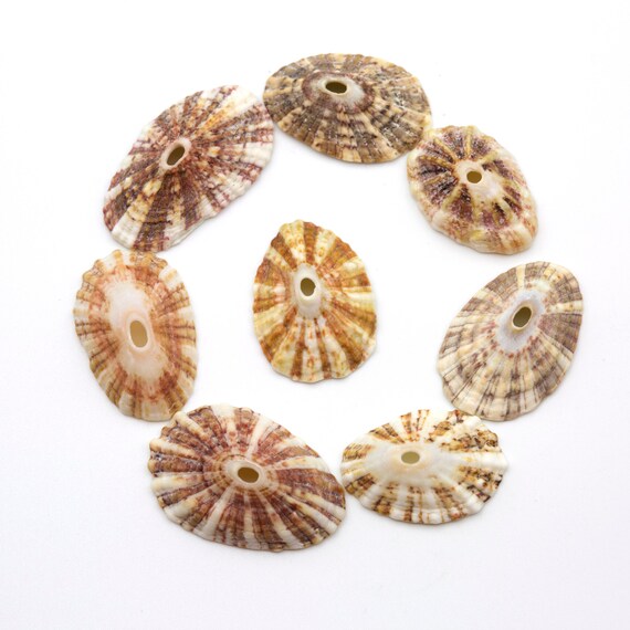 Limpet Seashells for Jewelry & Mosaic Making 10 Pieces | Etsy