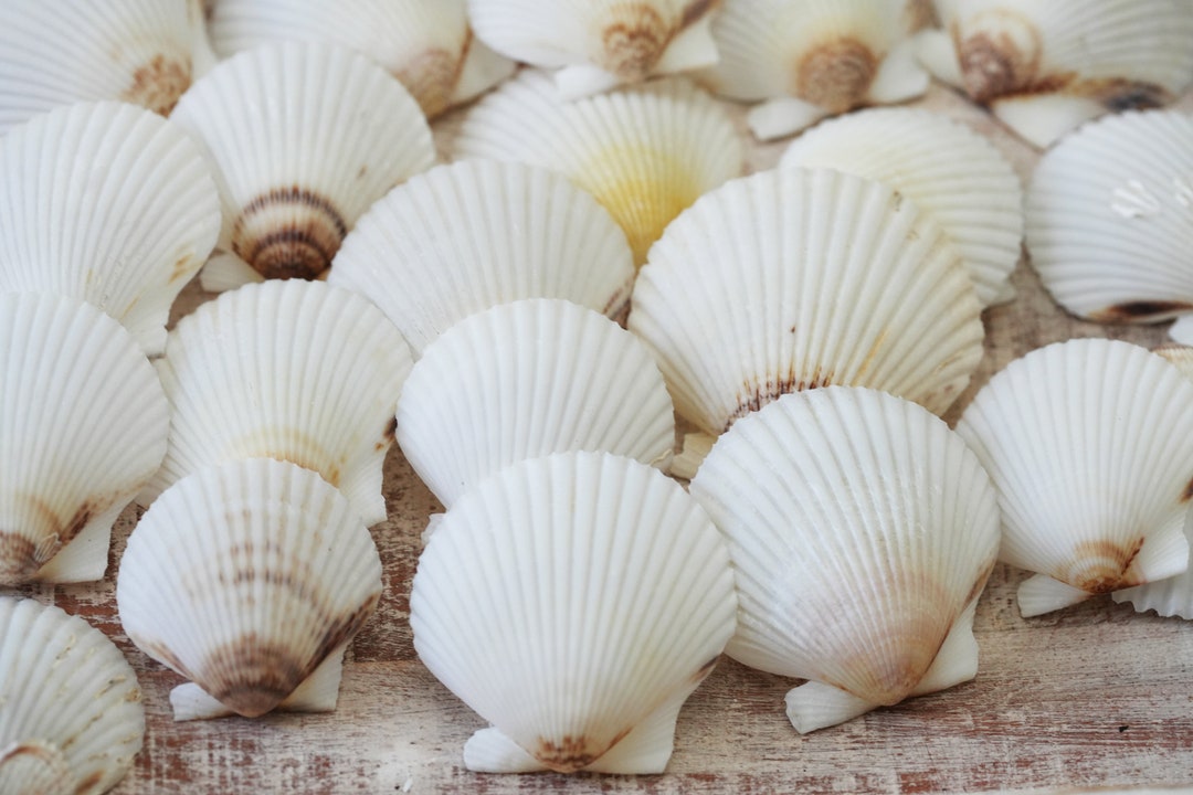 White Scallop Shells, Scallop Seashells, Seashells for Crafts, Bulk ...