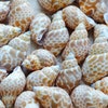 White Ark Shells, White Cockle Shells, White Seashells for Crafts ...