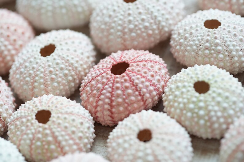 Pink Sea Urchins, Beach Home Decor, Beach Wedding Decor, Favors, Air ...