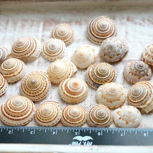 Sundial Seashells, Spiral Shells, Beach Wedding Decor, Specimen ...