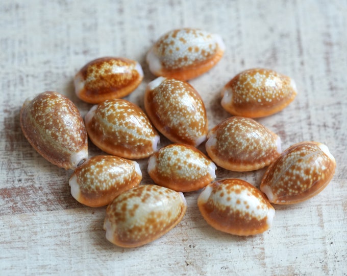 Honey Cowrie Shells, Cyprea Helvola, Speckled Brown and Orange Sea ...