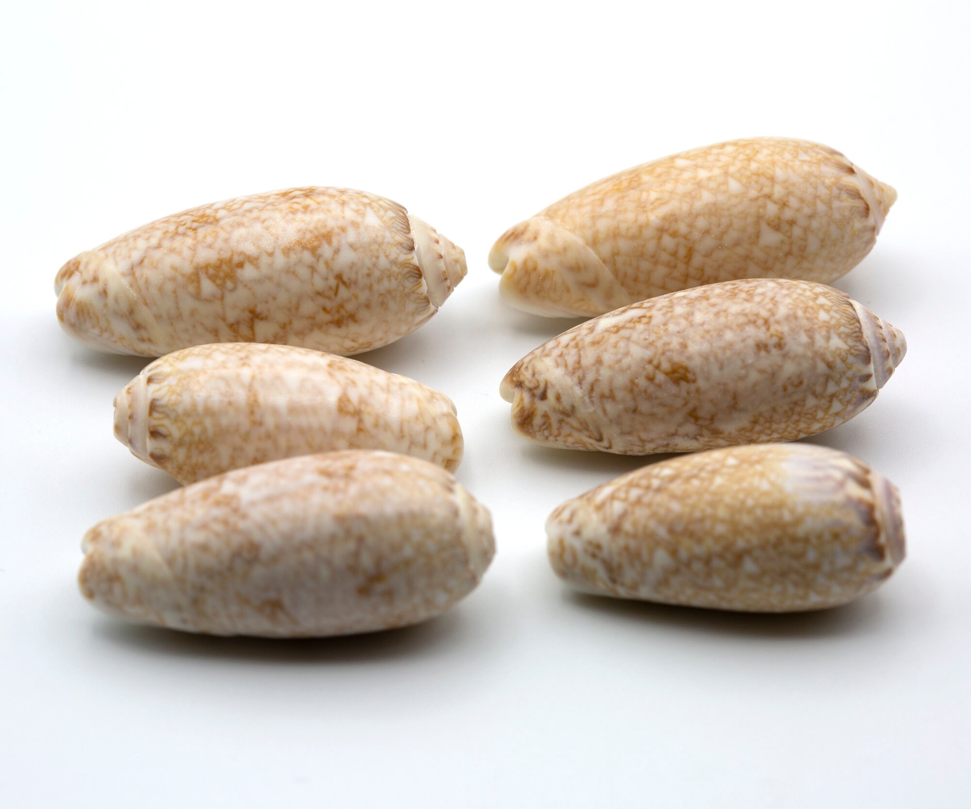 Seashells, Lettered Olive Shells, for Jewelry & Mosaic Making, 6 Pieces ...