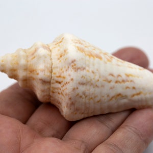 Small Conch Shell for Artists, Seashells From Puerto Rico, Brown, White ...