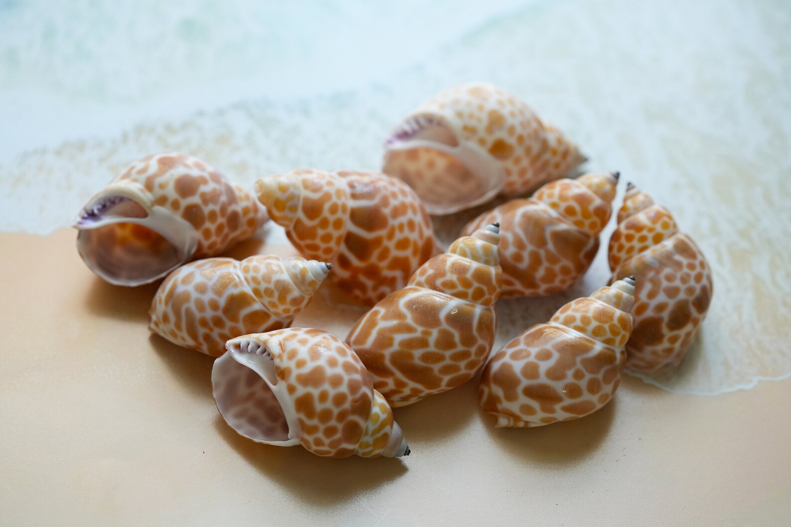 Babylonia Japonica Shells, Patterned Shells, Bulk Seashells for Crafts ...