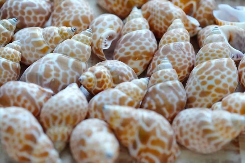 Babylonia Japonica Shells, Patterned Shells, Bulk Seashells for Crafts ...