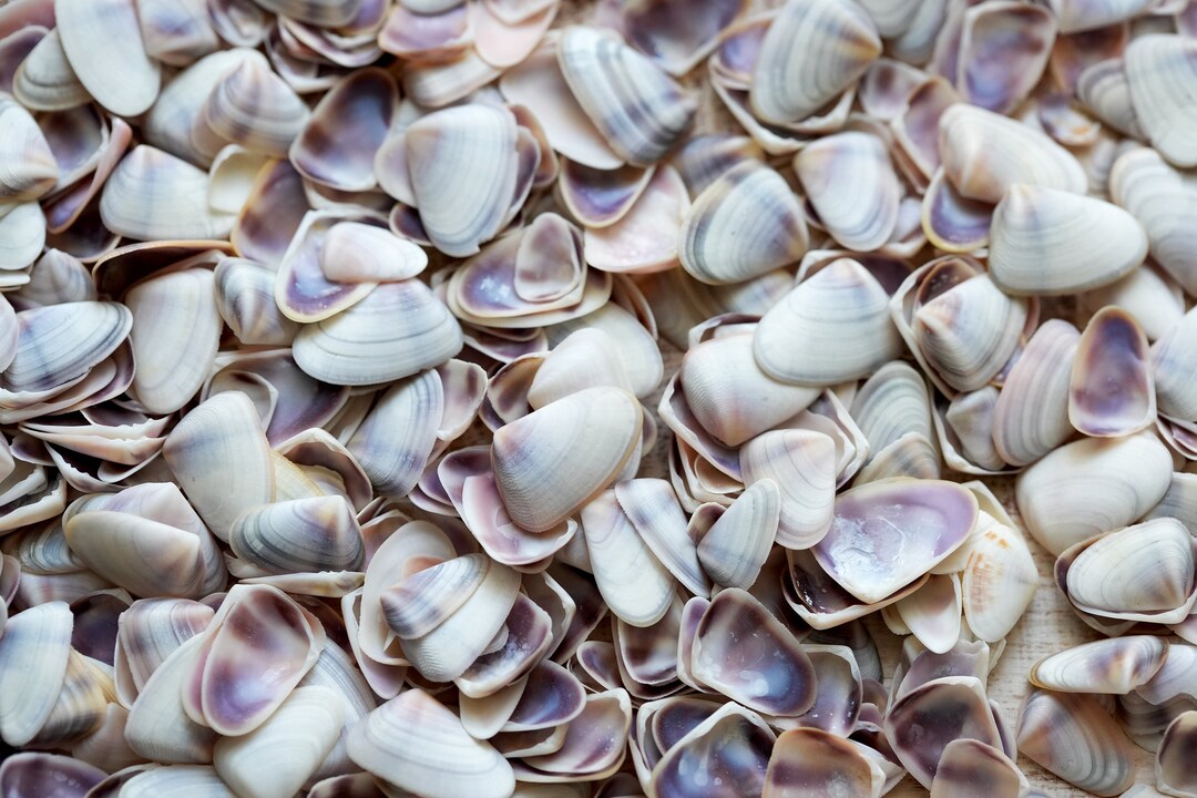 Blue White Coquina Shells, Seashells for Crafts, Shells for Wedding ...