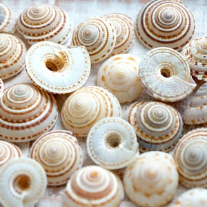 Sundial Seashells, Spiral Shells, Beach Wedding Decor, Specimen ...