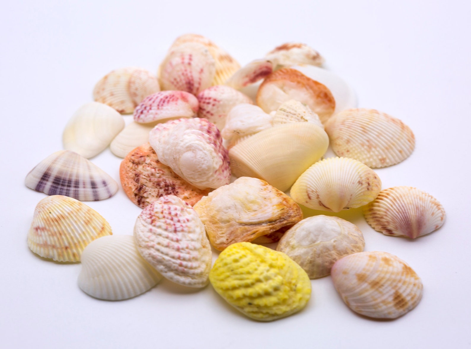 Assorted Seashells Lot, 30 Shells, Scallop Shell, Tellin, Bivalve, Pink ...