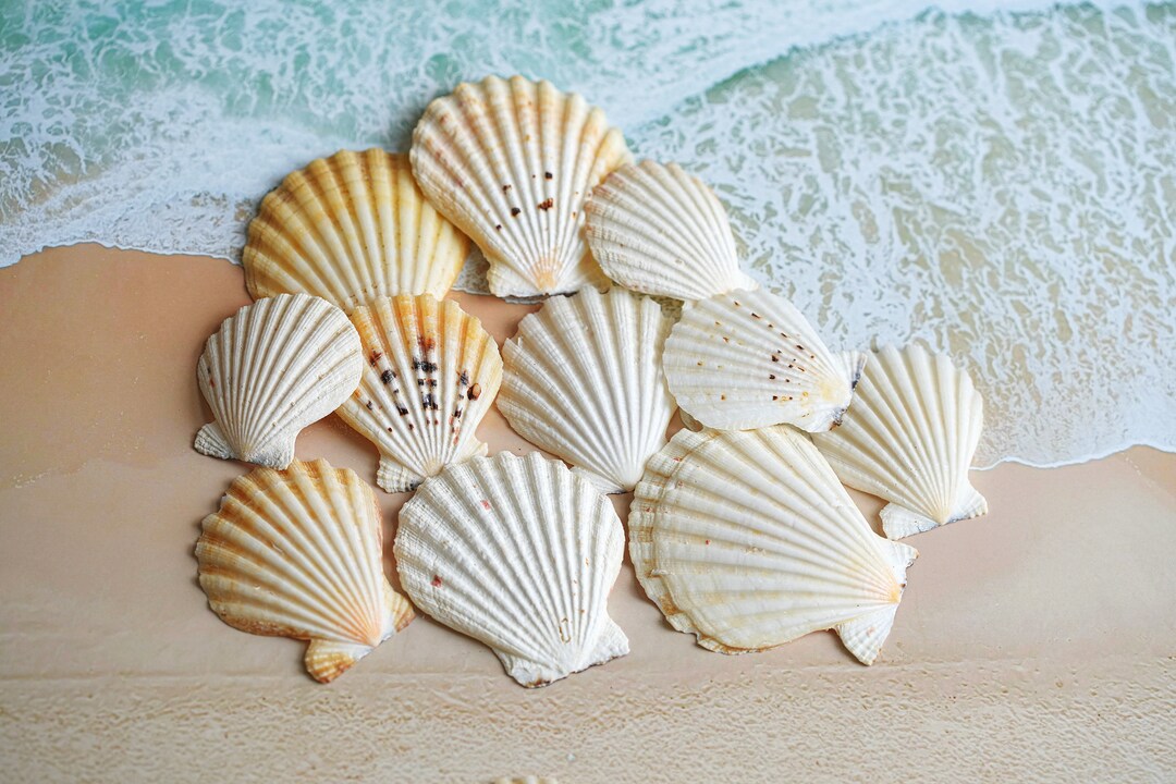 Pectin Seashells, Scallop Shells, White, Cream, Yellow Pecten Shells ...